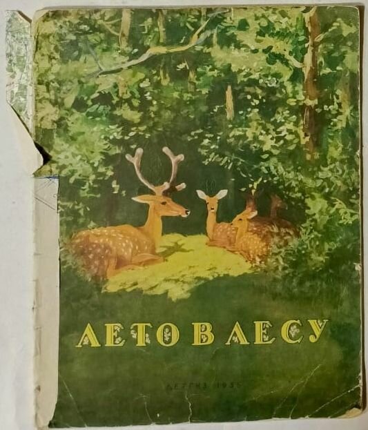 Лето в лесу