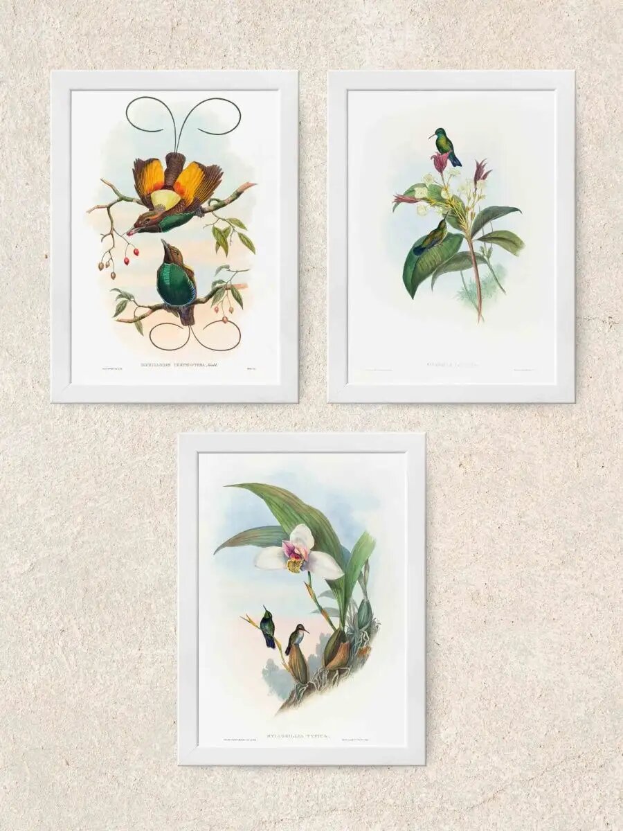 Набор интерьерных постеров Птицы, А3 (фотопанно, плакат)