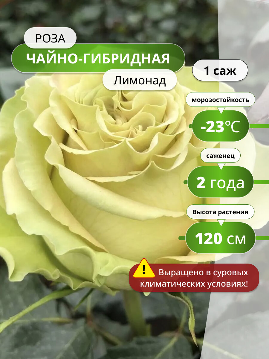 Роза "Лимонад" чайно-гибридная многолетняя, цвет зеленый, / розы