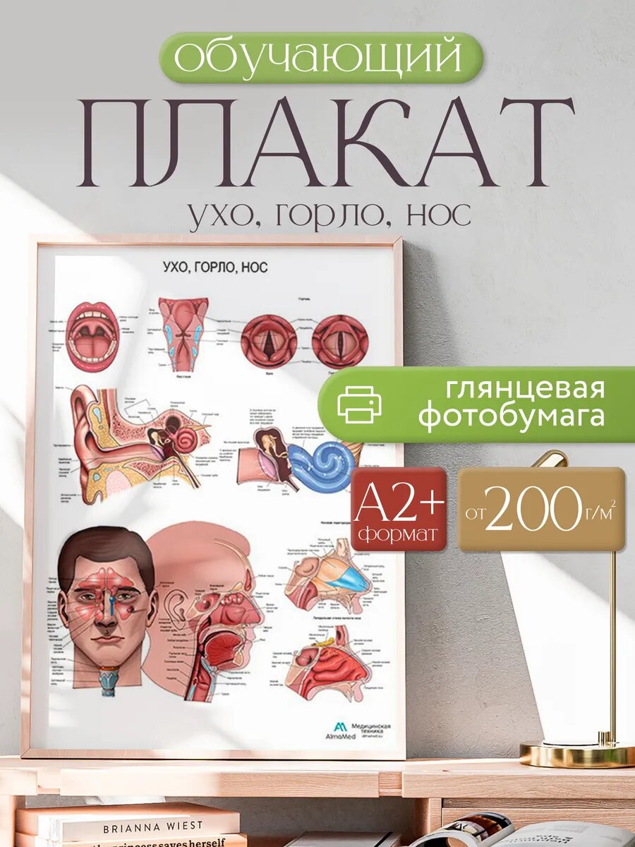 Ухо, горло, нос, плакат глянцевый глянцевая фотобумага от 200 г/кв. м, размер A2+