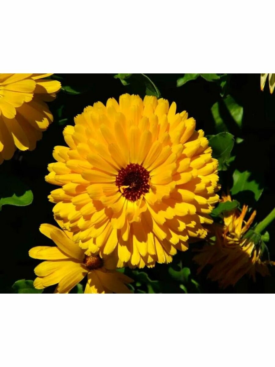 Семена Календула лекарственная Прямо в точку