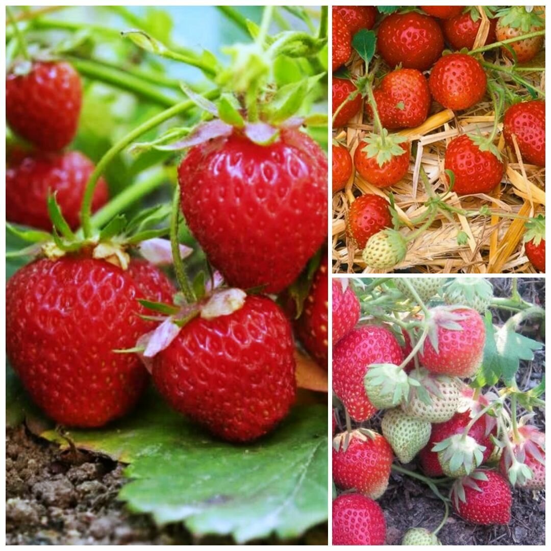 Комплект саженцев земляники Сладости на все случаи жизни 3 шт