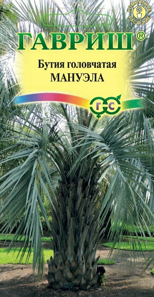 Семена Бутии Головчатой Мануэлы 3шт от Гавриша