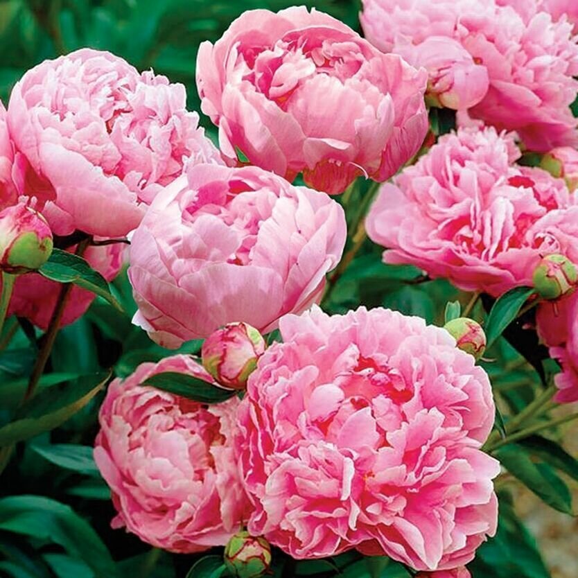 Пион Miss Eckhart 1 шт.