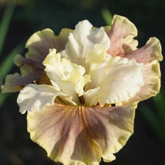 Ирис сибирский Винн Магнолия луковицы, клубни, корни цветов