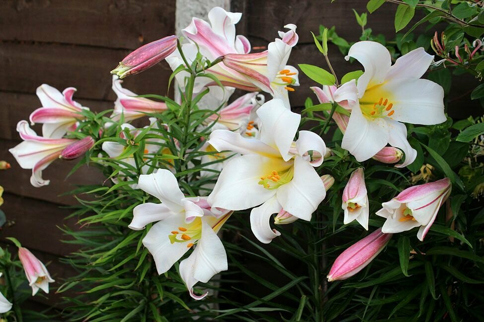 Лилия Вайт Планет 1 шт