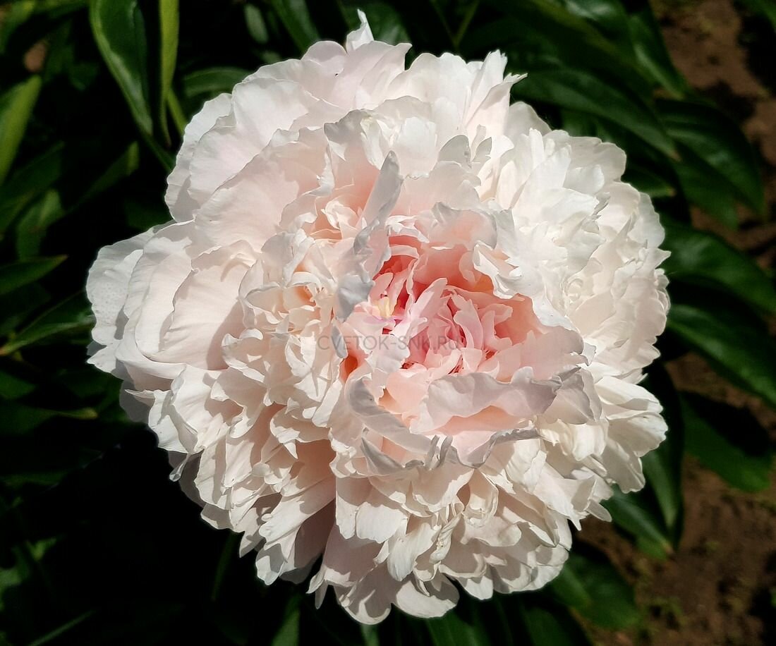 Пион Шифон Парфе 1 шт