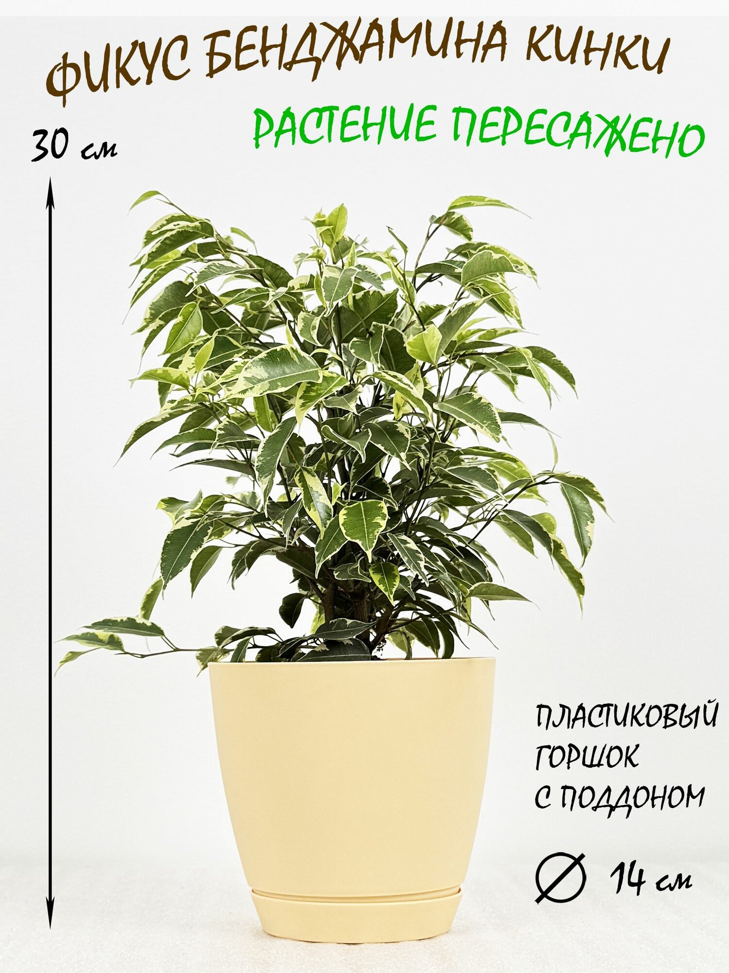 Фикус Бенджамина Кинки в кремовом пластиковом горшке с поддоном, высота 25-30см