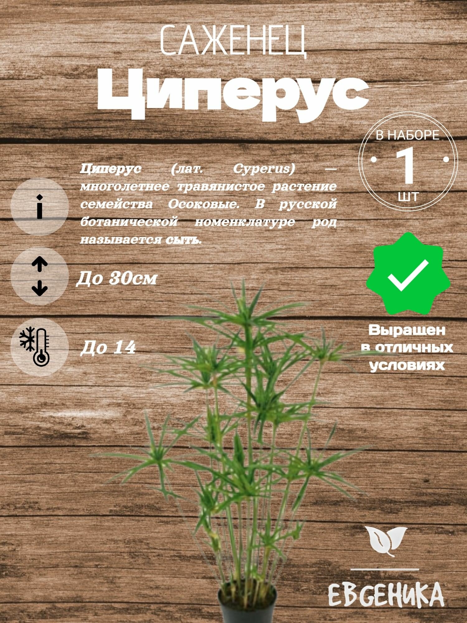 Циперус