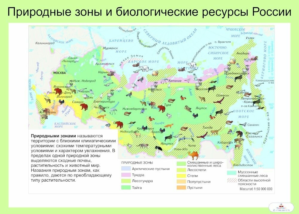 Карта Природные зоны и биологические ресурсы России 8-9 классы