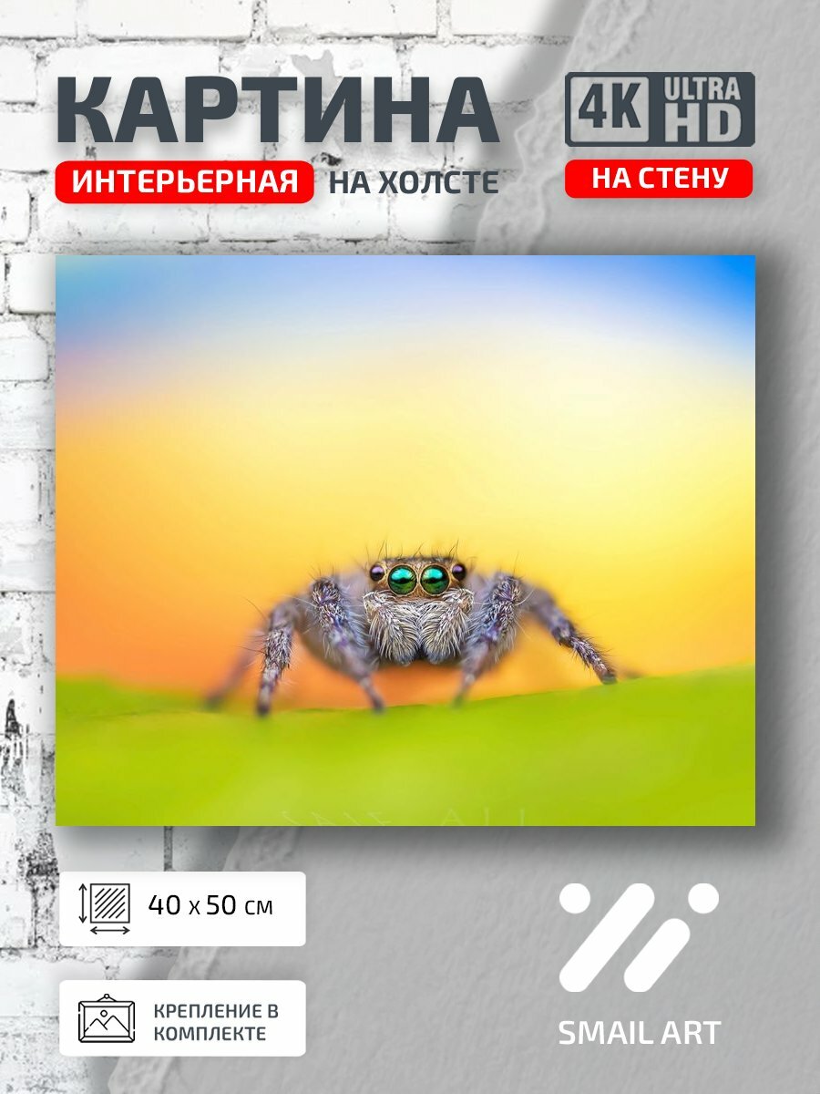 Картина на холсте интерьерная 40 на 50 на стену Паук-скакун Macro для офиса макро интерьер