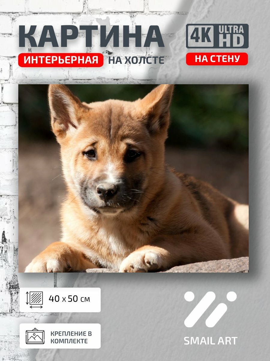 Картина на холсте интерьерная 40 на 50 на стену Собачка Mood для офиса атмосфера интерьер