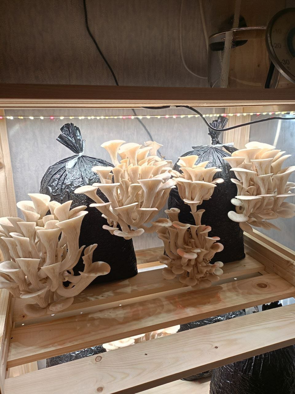 Субстрат , грунт для выращивания грибов - 1 кг.