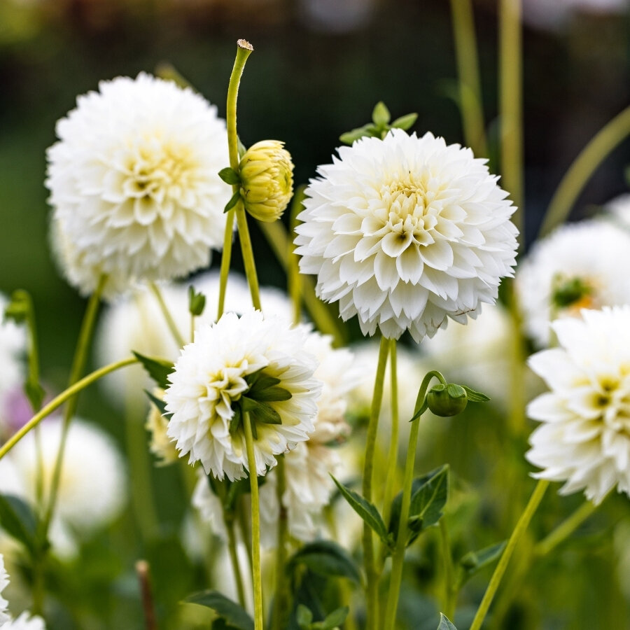 Георгина Мияма Фубуки (1 клубень), Нидерланды