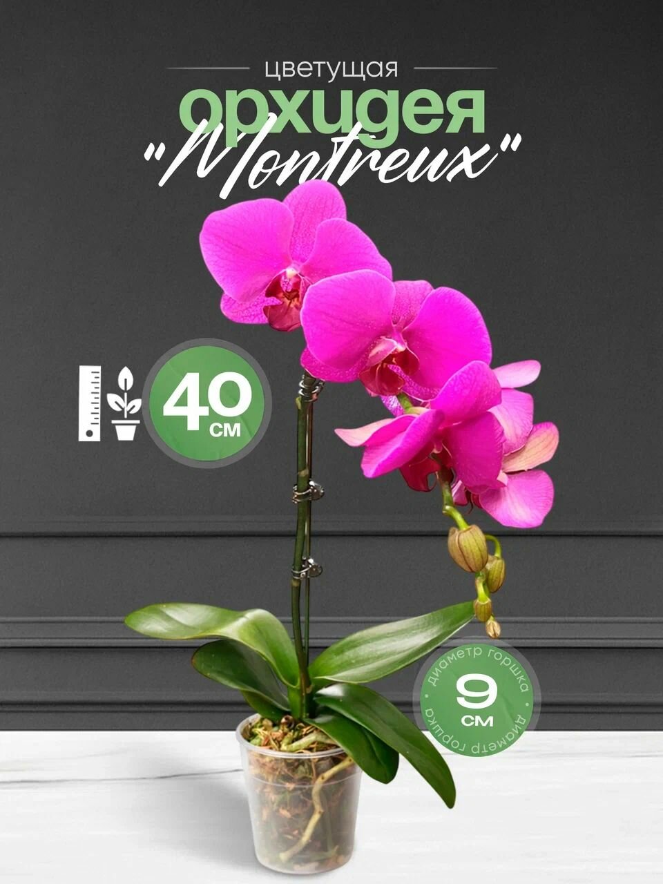 Цветущая орхидея Montreux