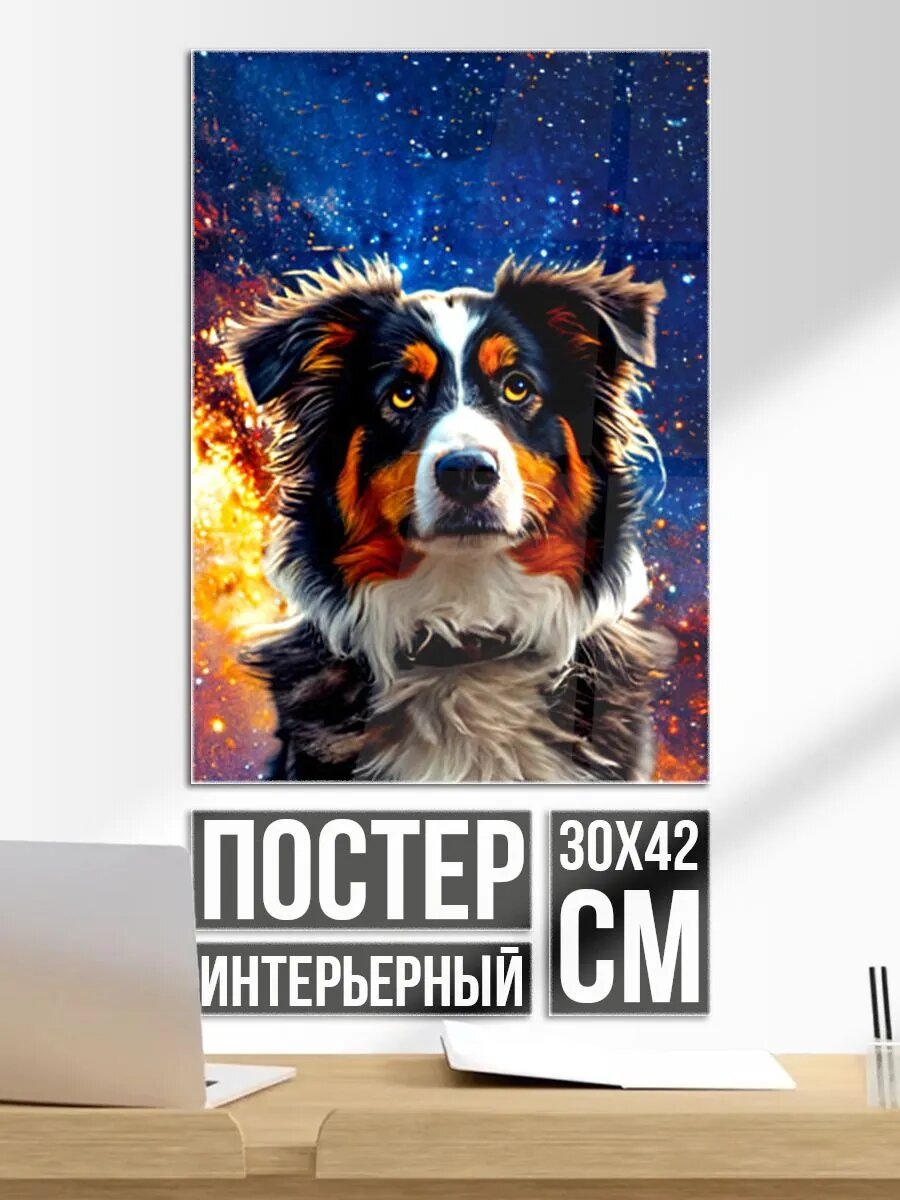 Постер на стену Австралийская овчарка в космосе