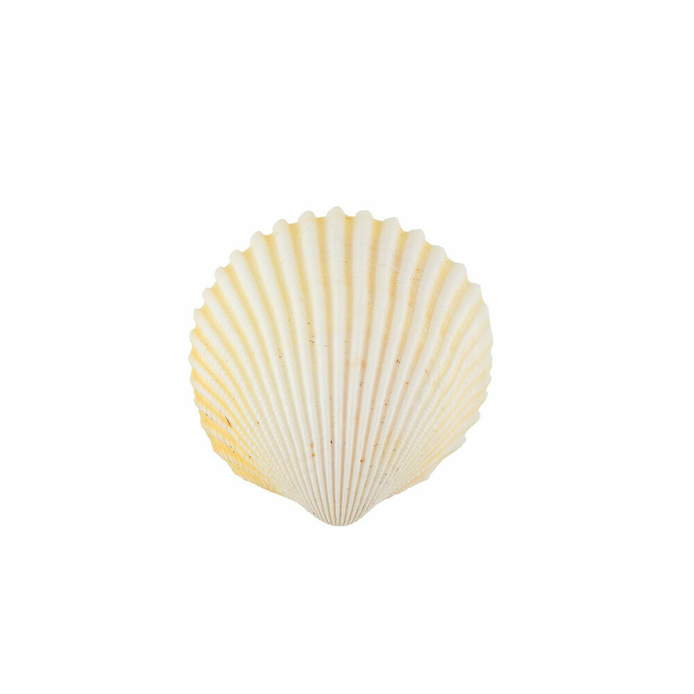 Zlatka Blumentag DRF-030 Ракушки Cardium Flavus 15 шт 5 см декоративные для аквариума