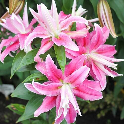 Лилия Дабл Йозеф; Луковица