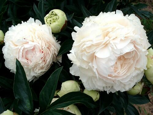 Пион Solange 1 шт.