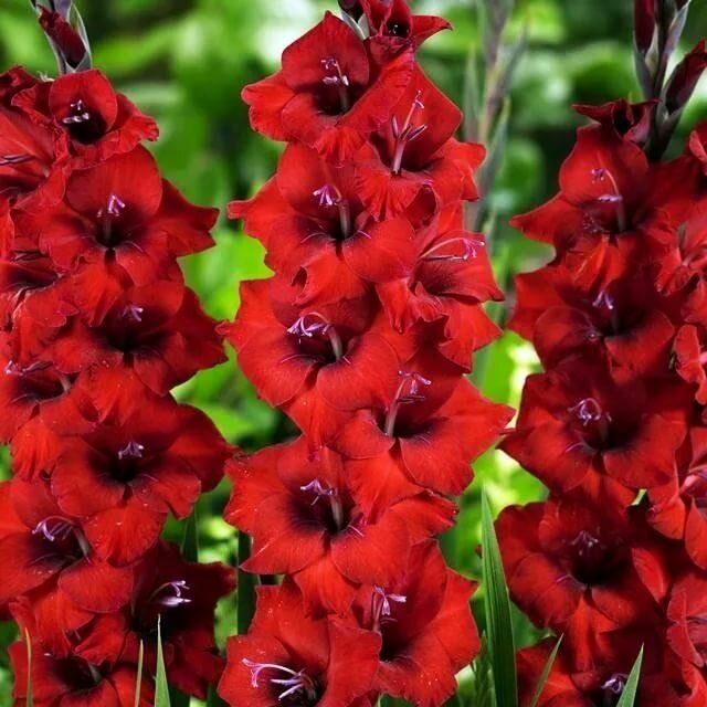 Гладиолус Фэт Бой 1шт