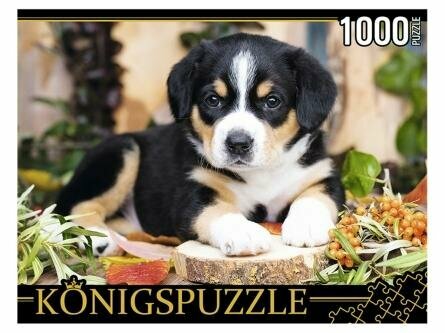 ПазлыKONIGSPUZZLE 1000 деталей. Щенок швейцарского зенненхунда ШТK1000-0645, (Рыжий кот) ()