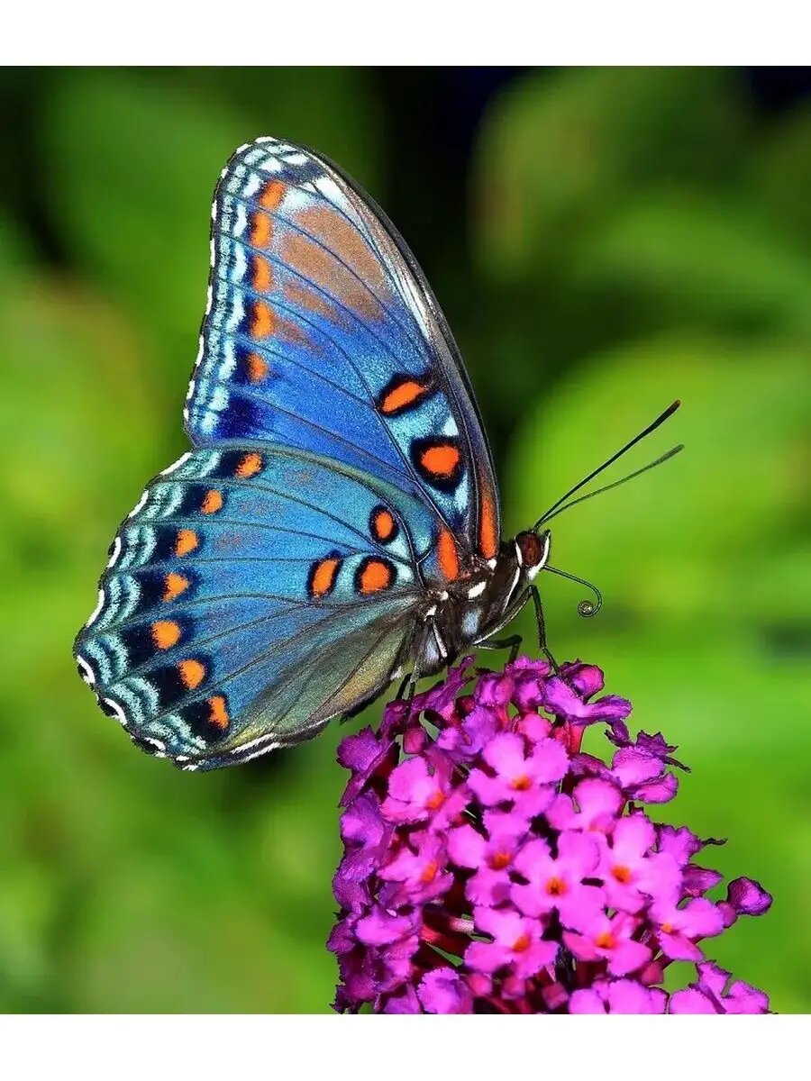 Алмазная мозаика "Бабочка на цветке"