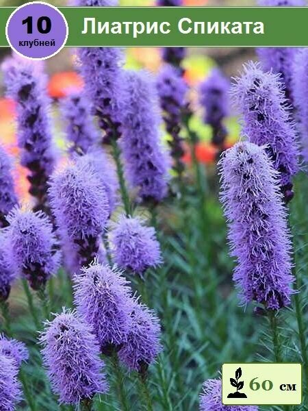 Луковицы Лиатрис Спиката, в упаковке 10 шт