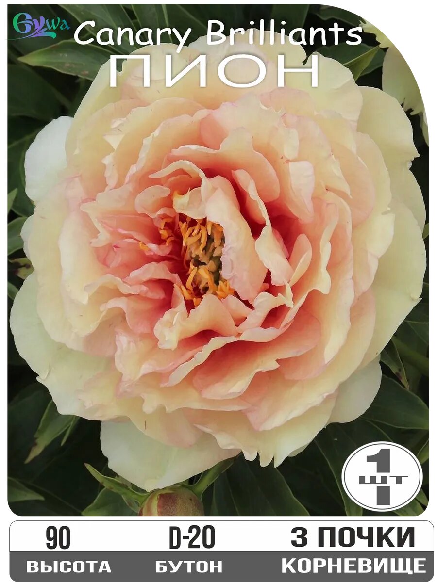 Пион Корневище, Канари Бриллиантс, 3 почки, многолетник, высота 90см, персик, оранжевый, желтый