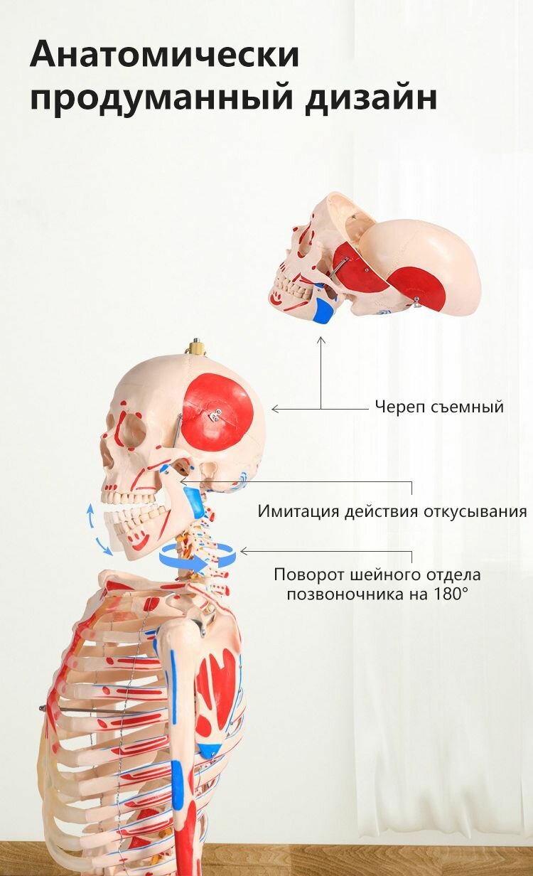 Анатомическая модель — фото 1