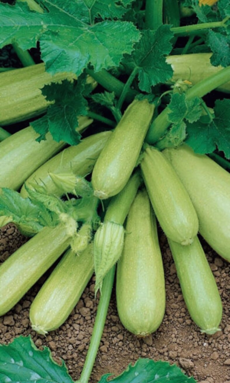 Семена кабачка цукини Корнишонный, холодостойкий сорт, плоды 120-500г
