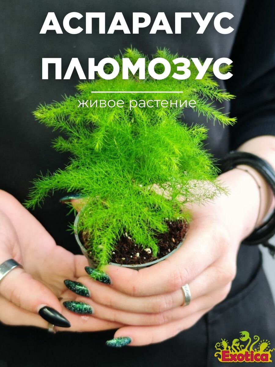 Аспарагус Плюмозус (Asparagus Plumosus) D6см, растение в горшке