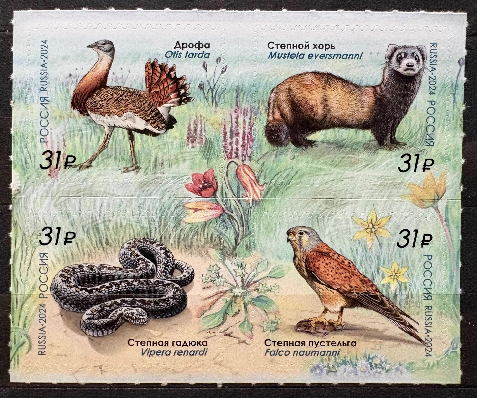 Россия 2024, Фауна. Животные