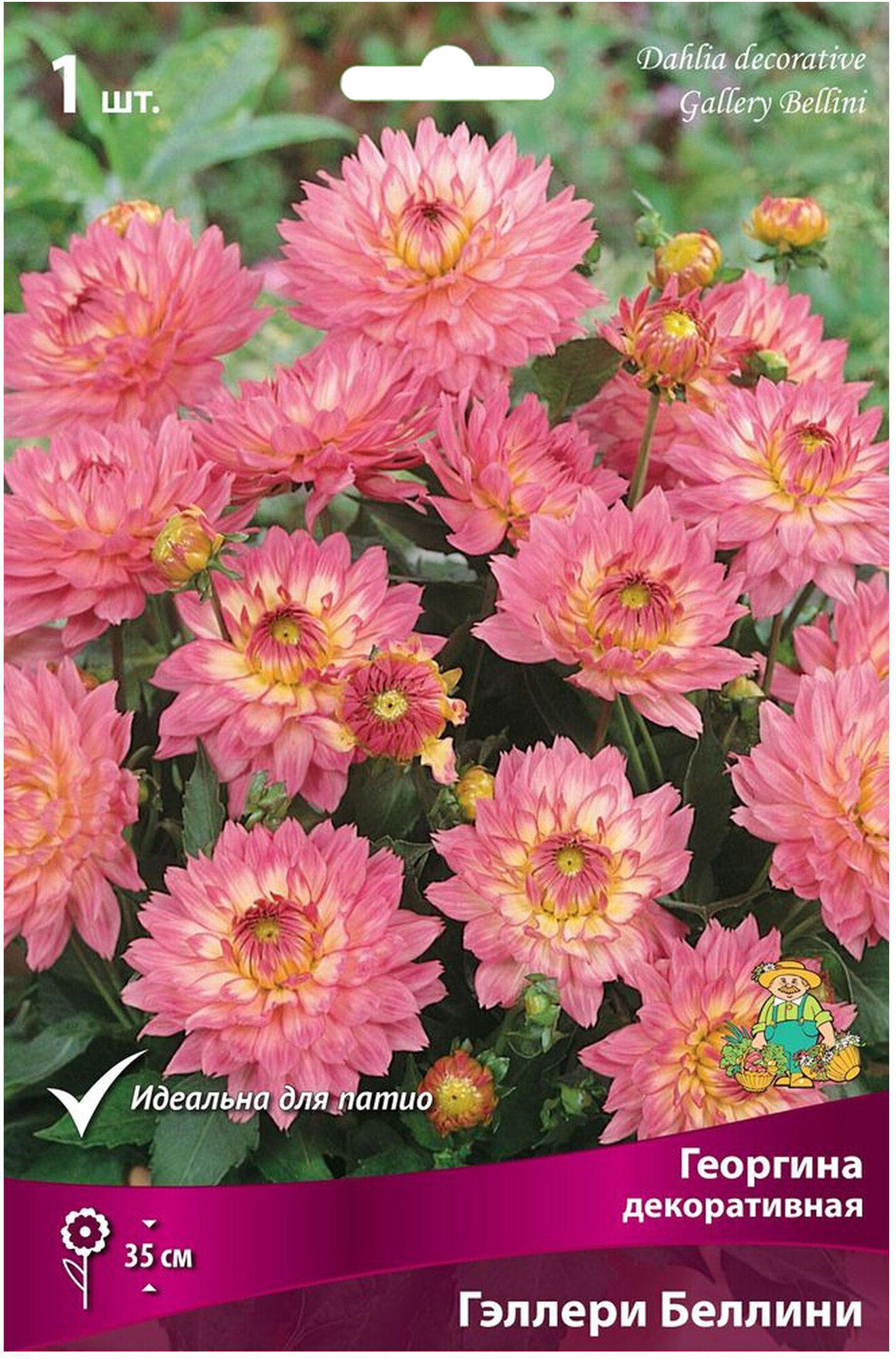 Георгина поиск Гэллери Беллини, высота 35 см, диаметр цветка 15 см