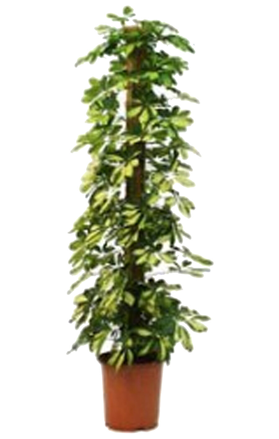 Шеффлера Голд Капелла - Schefflera gold capella D35 H200