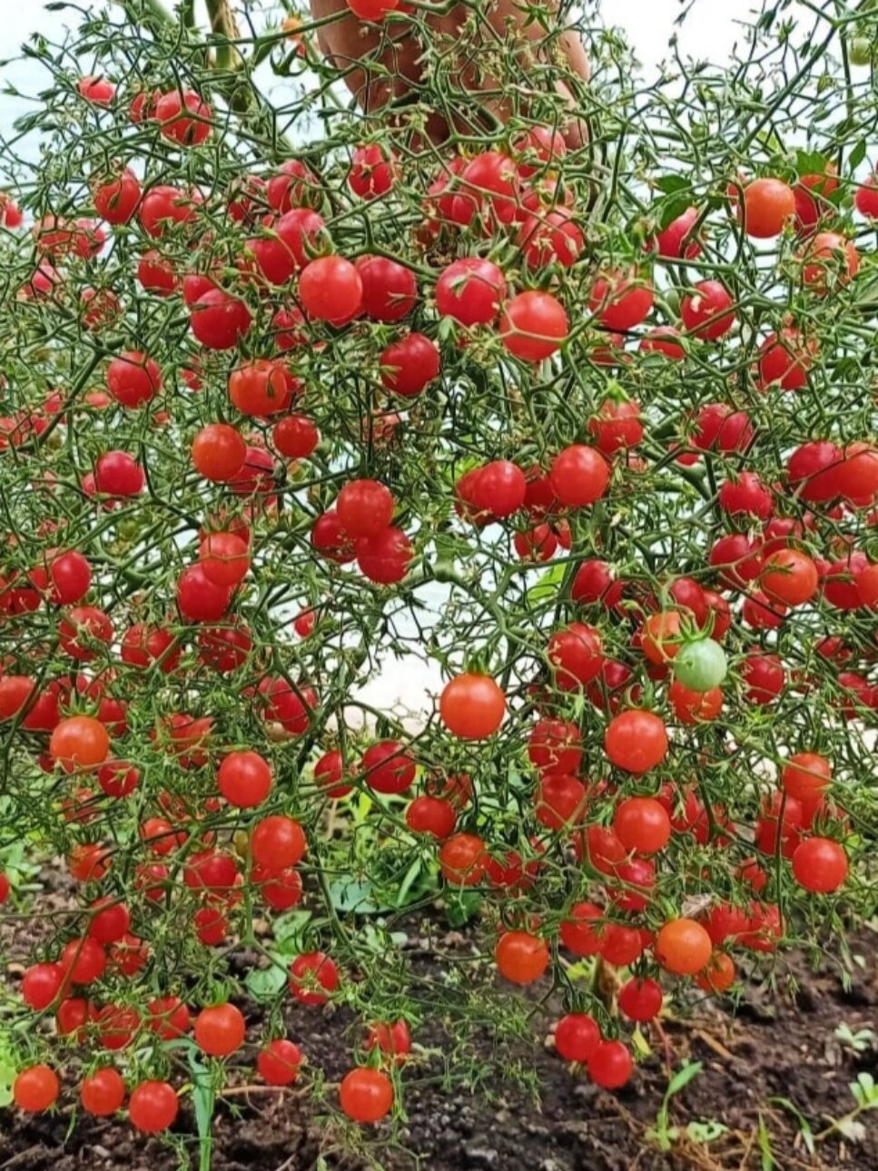 "Ожерелье красное" семена томата-черри 10 шт. Коллекционный сорт.