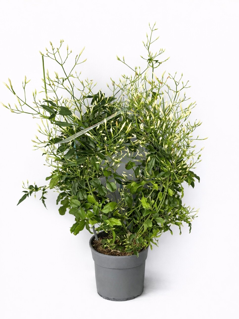 Жасмин (Jasminum) 12см