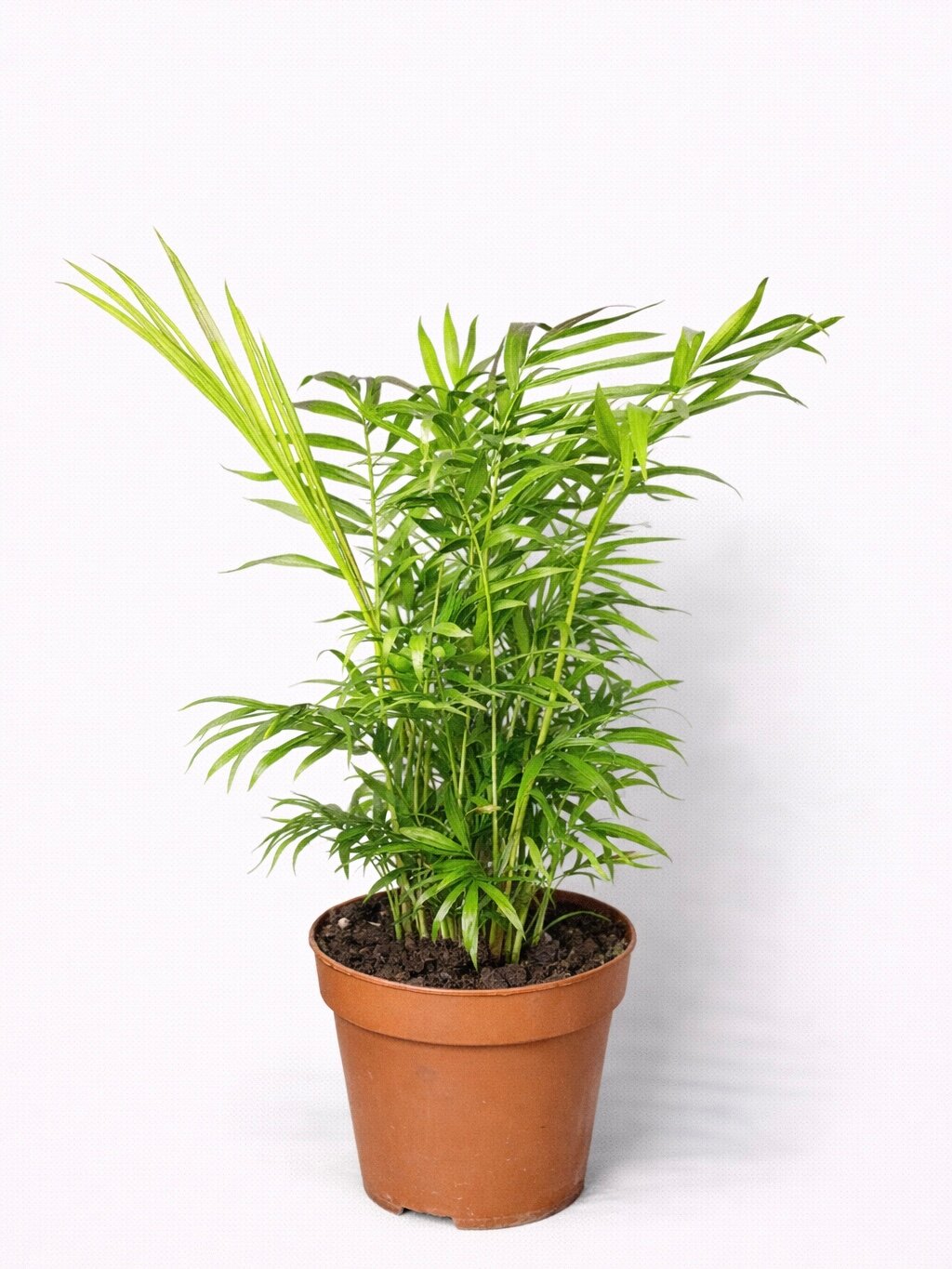 Хамедорея (Chamaedorea) 12см