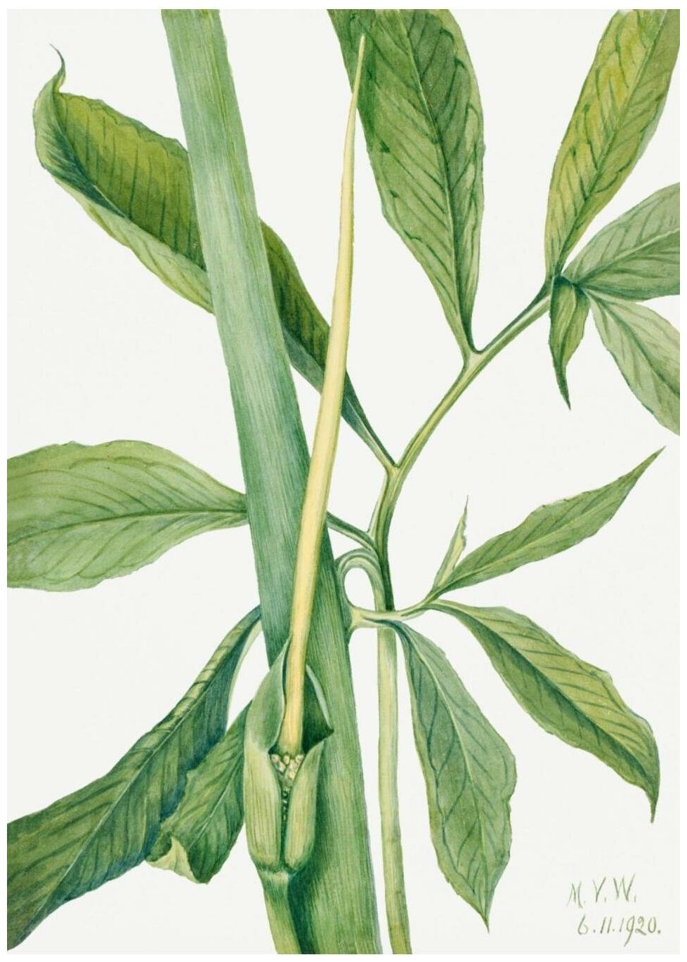 Постер / Плакат / Картина Листья - Зеленый дракон 40х50 см в раме