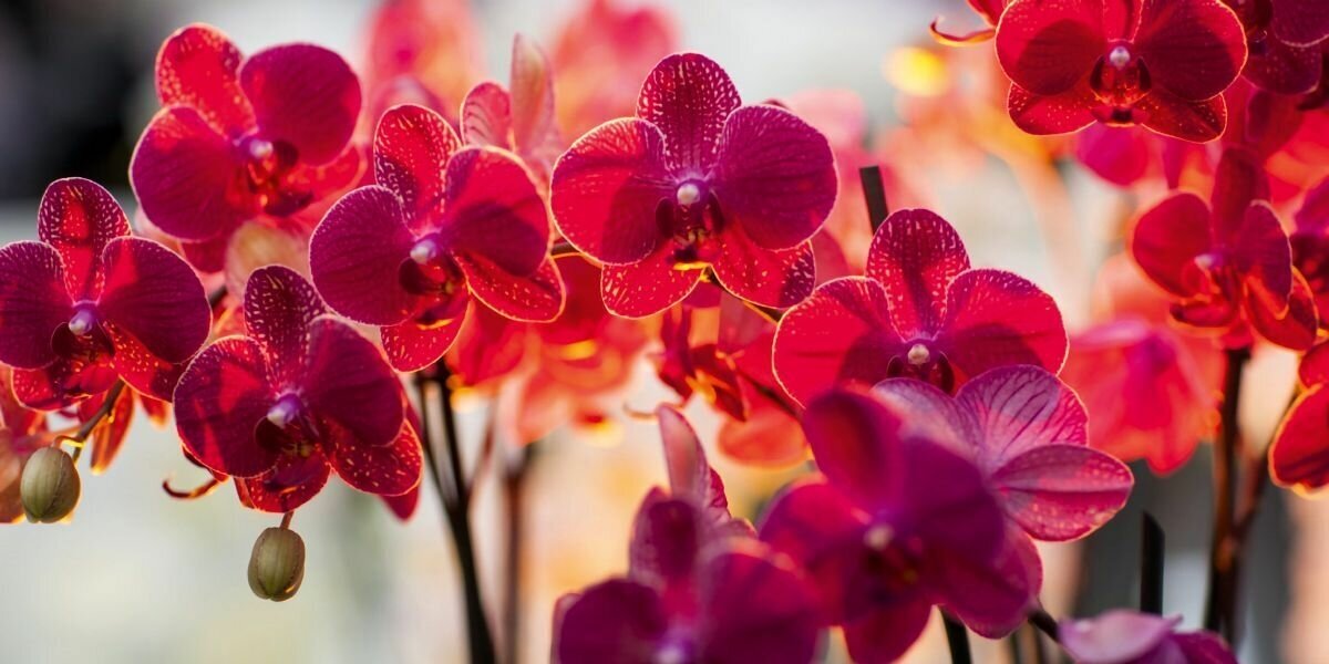 Фотообои флизелиновые с виниловым покрытием Орхидея И 519 200х100см