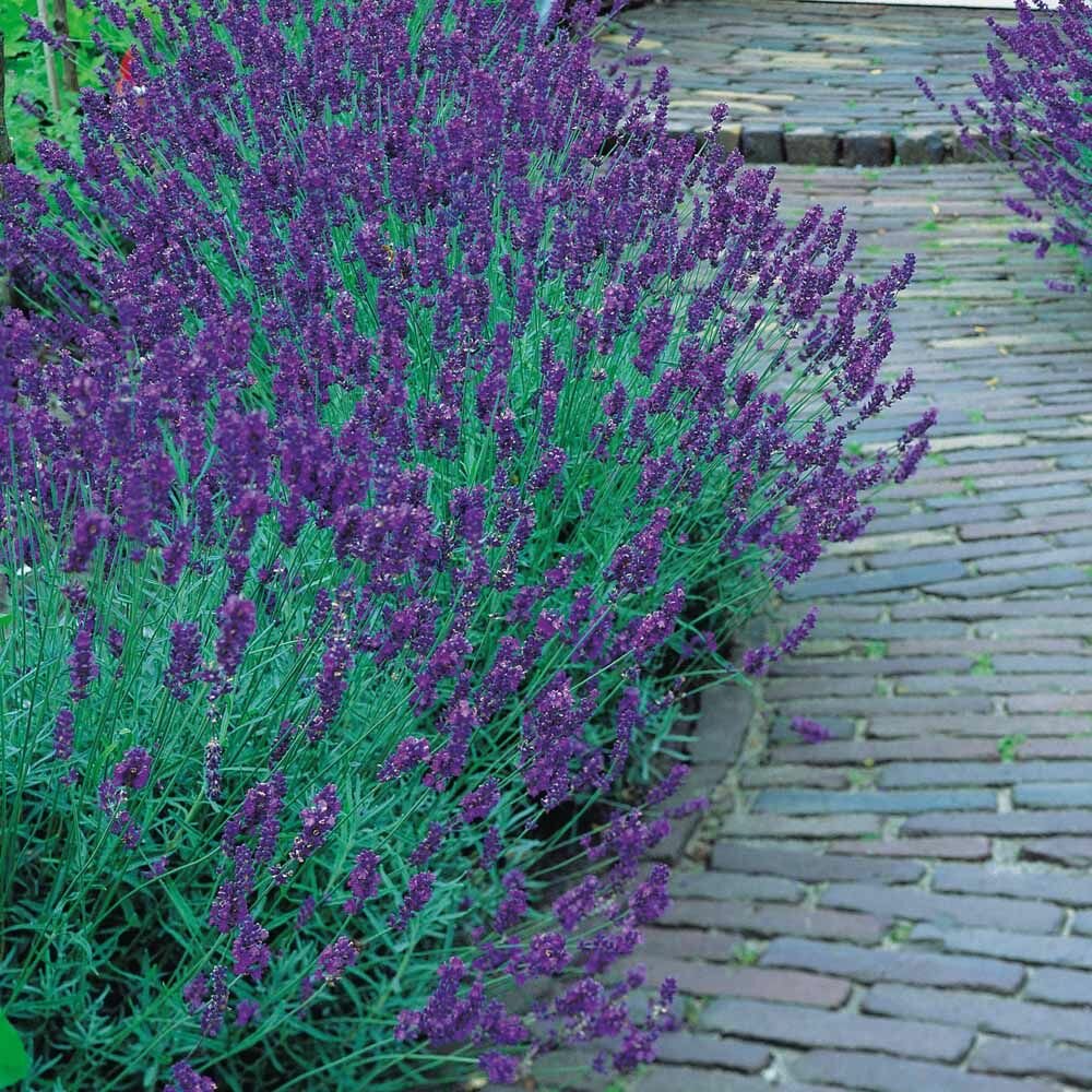 Семена Лаванда "Hidcote Blue" — фото 1