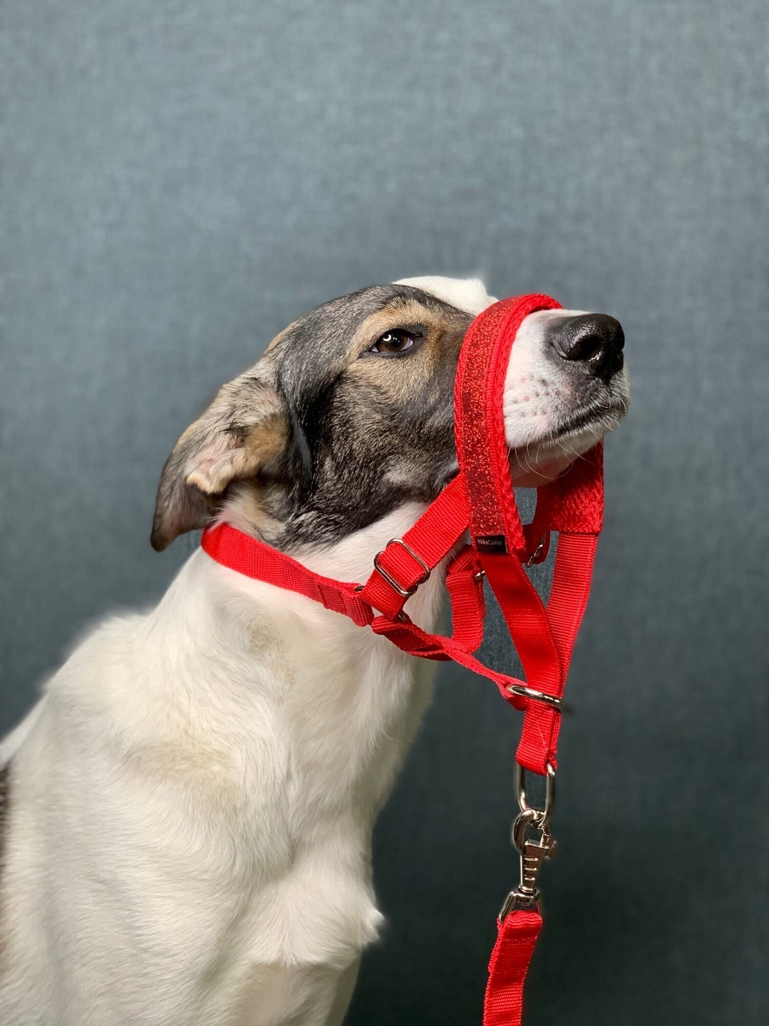 Недоуздок YkkaСollar для собаки, шея 40-50 см, морда 29-31 см, боковушки: 8-10 см