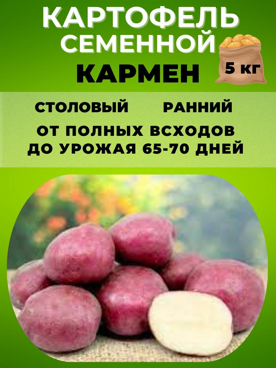 Картофель семенной, клубни на посадку 5кг