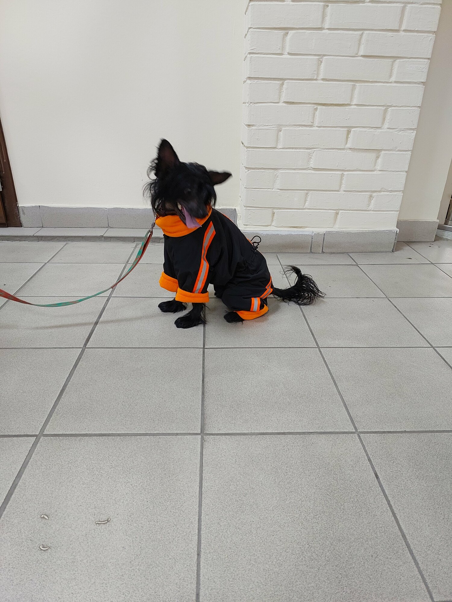 Комбинезон для собак FreshDog, Яркая осень, черно-оранжевый, размер 32