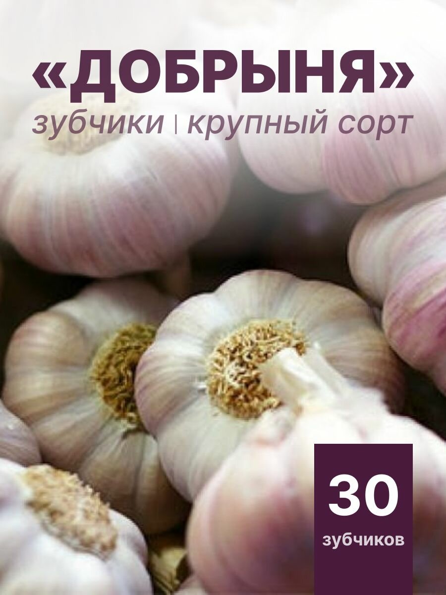 Зубчики чеснока на посадку "Добрыня" 30шт