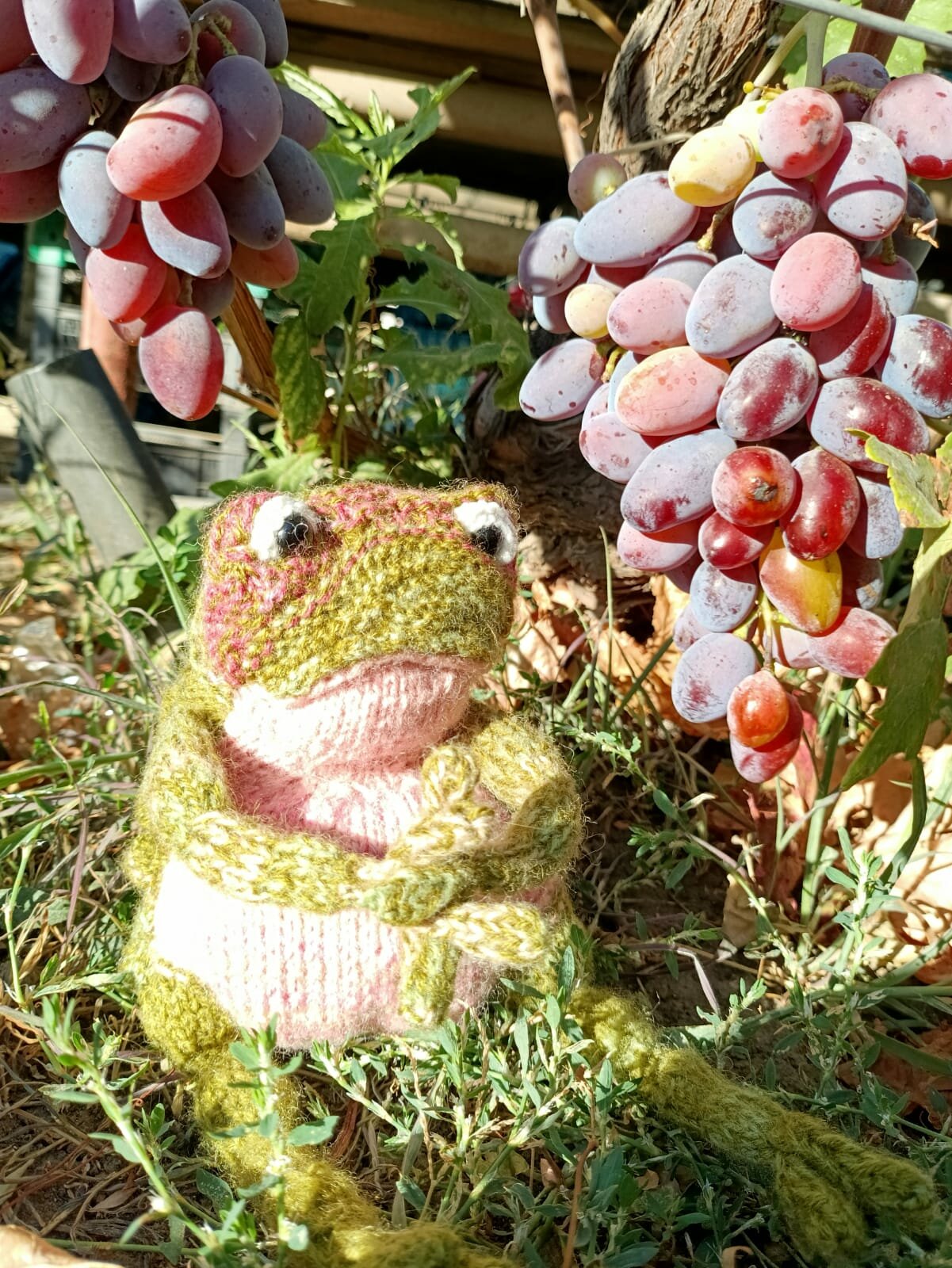 Жаба на Счастье