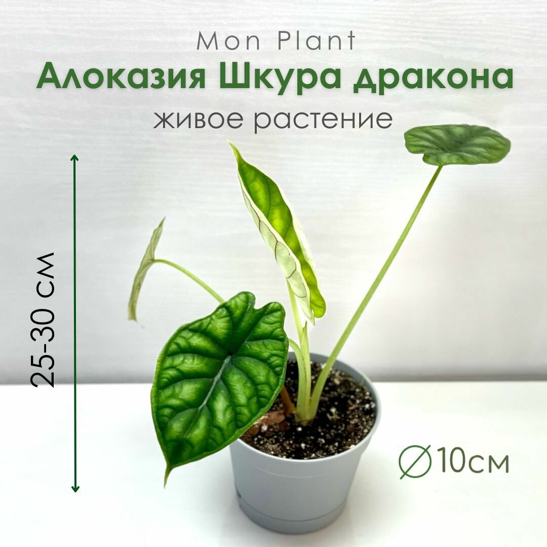 Алоказия Шкура Дракона (Чешуя дракона), живое комнатное растение в горшке 10 см