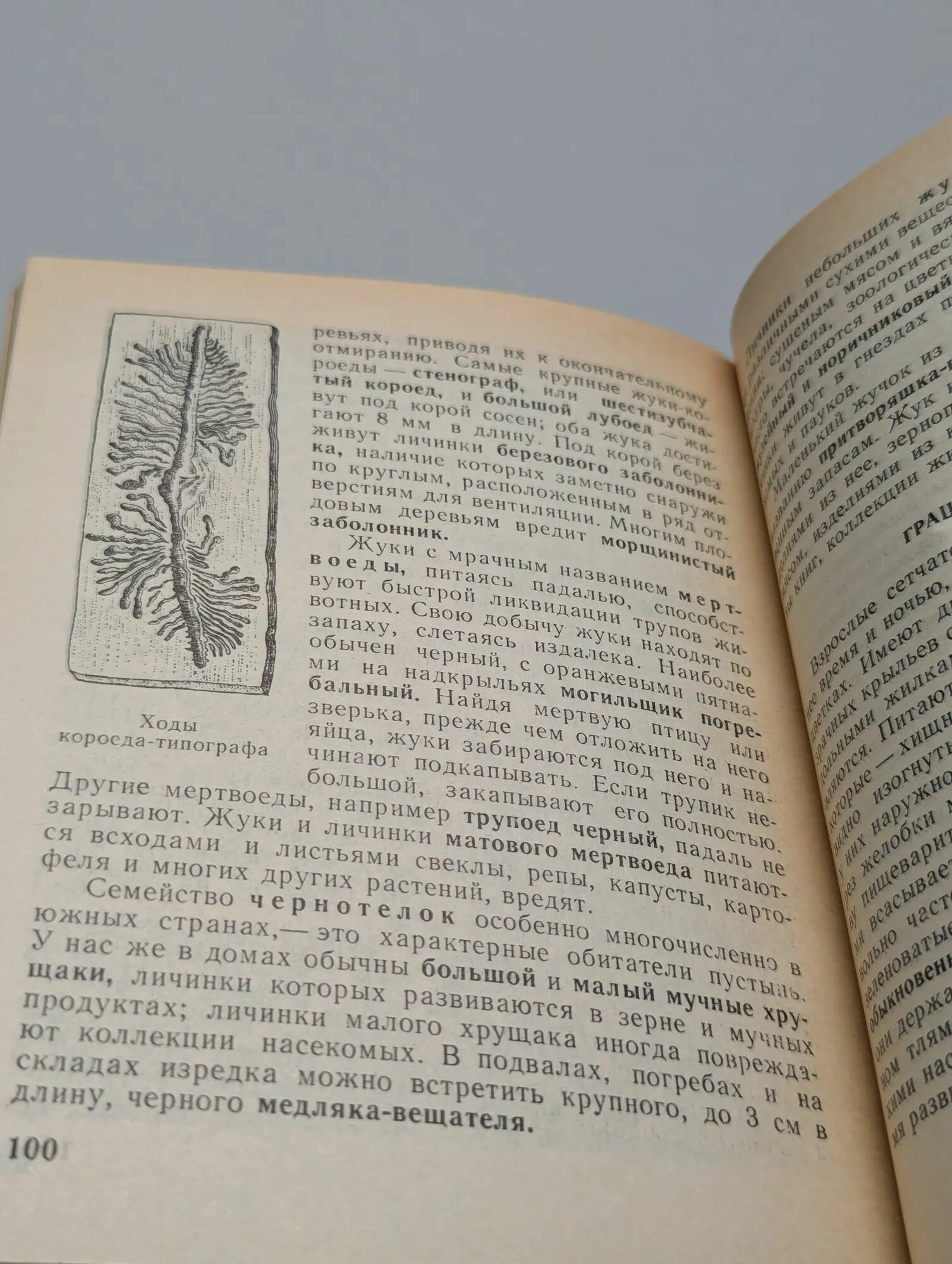 Пауки, насекомые — фото 1