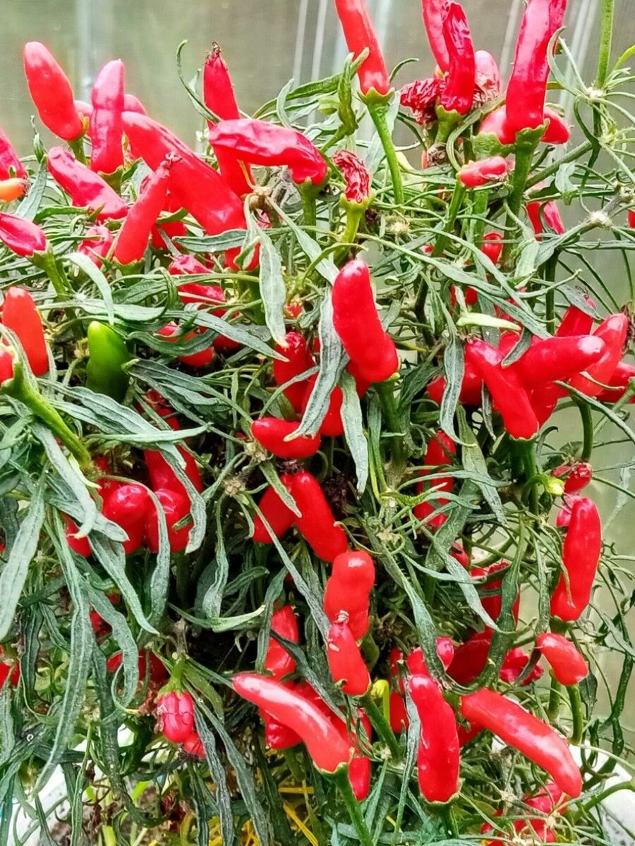 Острый перец Candlelight mutant семена 5 штук