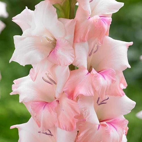 Гладиолус Адреналин 1 шт