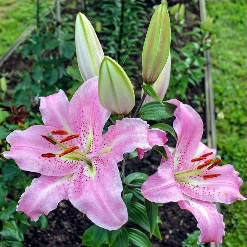 Лилия Жозефина 1 шт